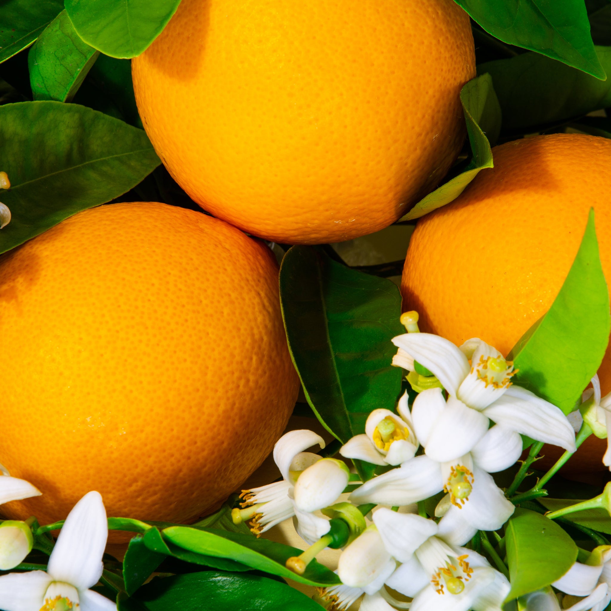 Beauty Benefits Of Using Neroli Essential Oil - Juicy Chemistry