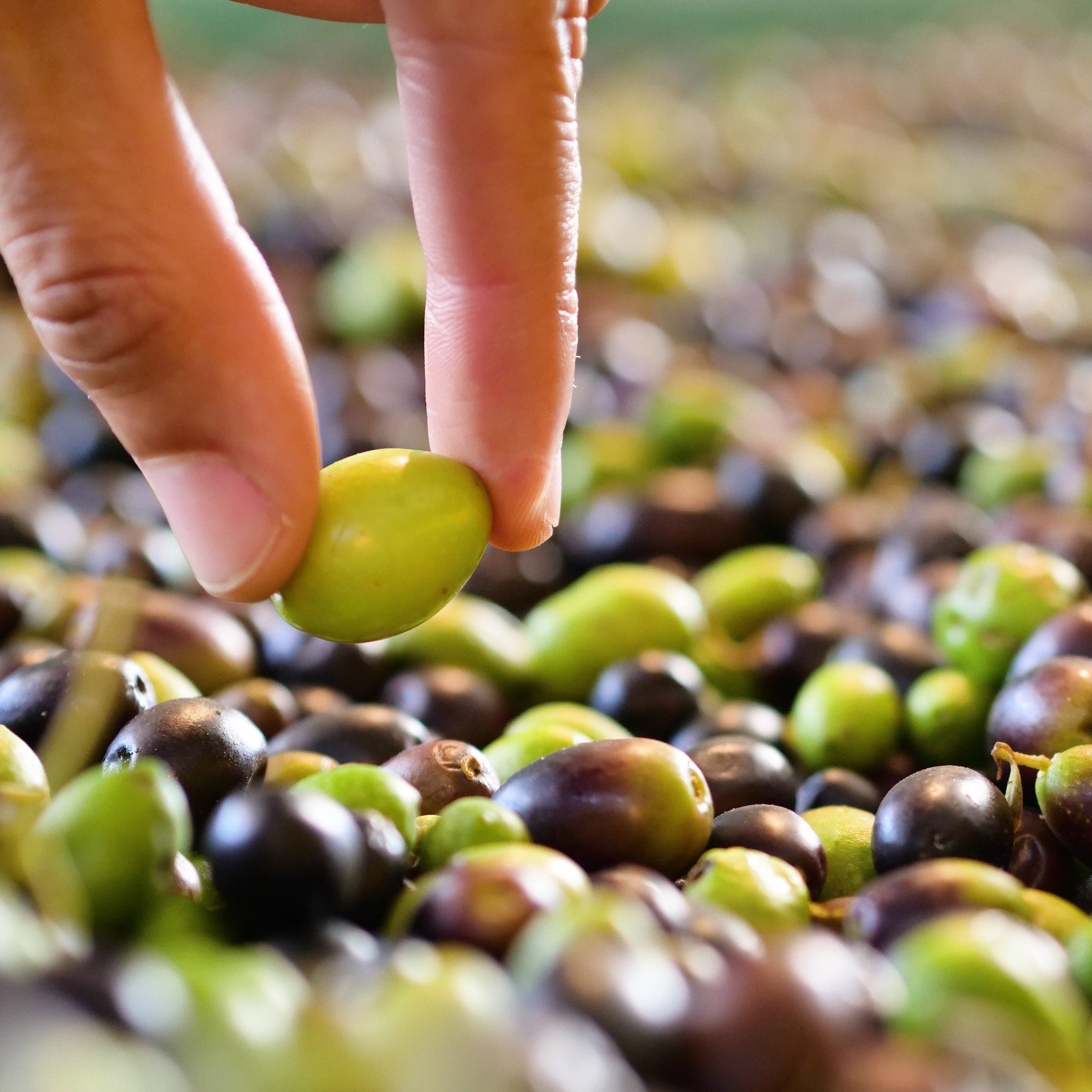 Say ‘Olive You Very Much’ to Your skin!