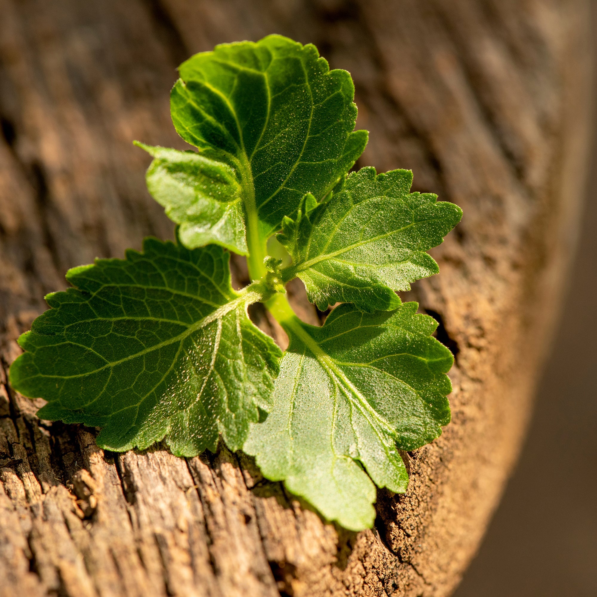 Benefits of Patchouli Essential Oil for Skin, Hair and Body - Juicy ...